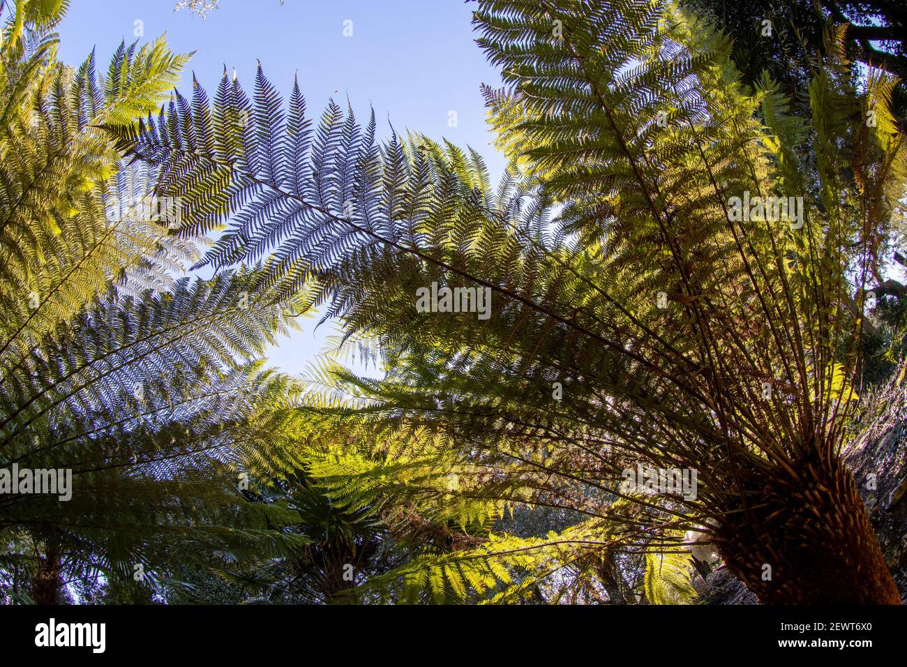 Mount Edgecombe Country Park Stock Photo - Alamy