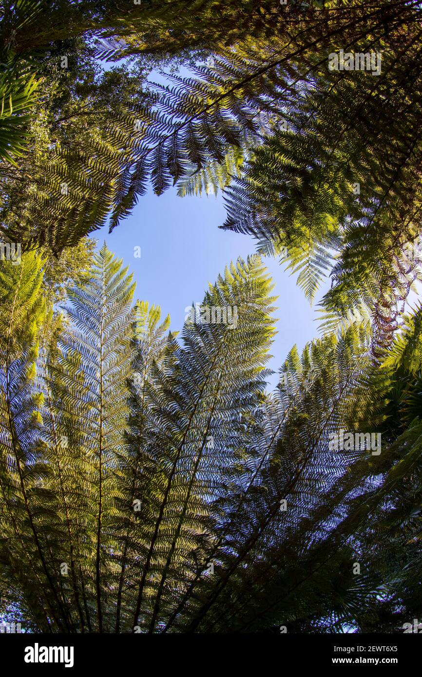 Mount Edgecombe Country Park Stock Photo - Alamy