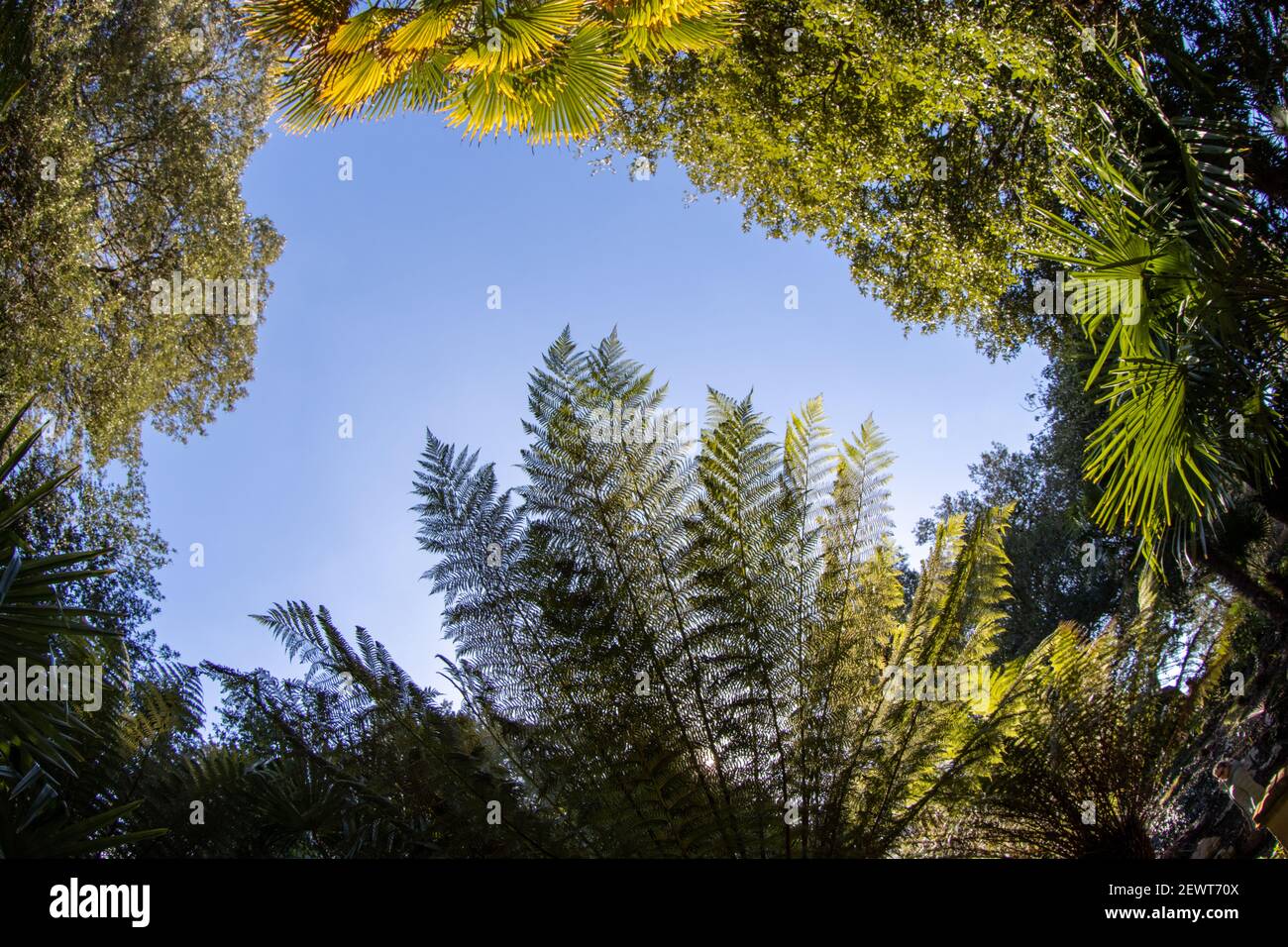 Mount Edgecombe Country Park Stock Photo - Alamy
