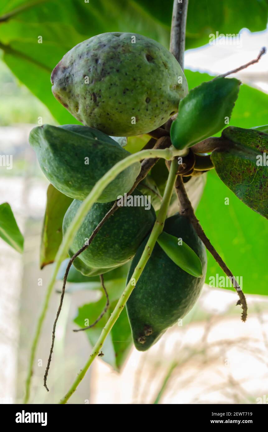 Malabar-almond Fruits Mature At Different Levels Stock Photo - Alamy