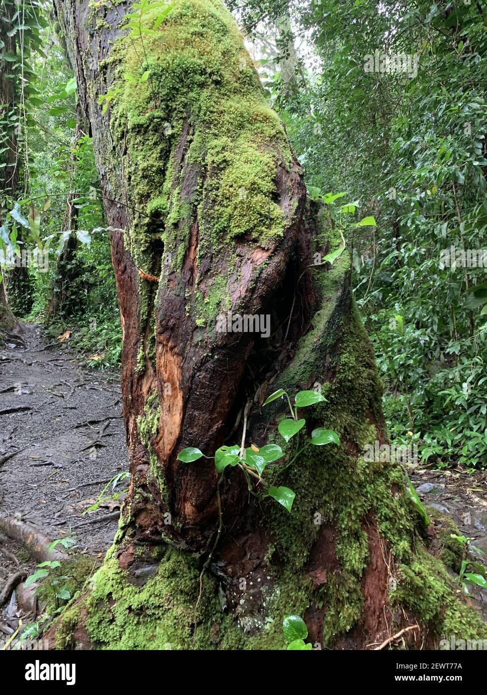 A vertical shot of moss-covered tree trunk in a tropical forest on the ...