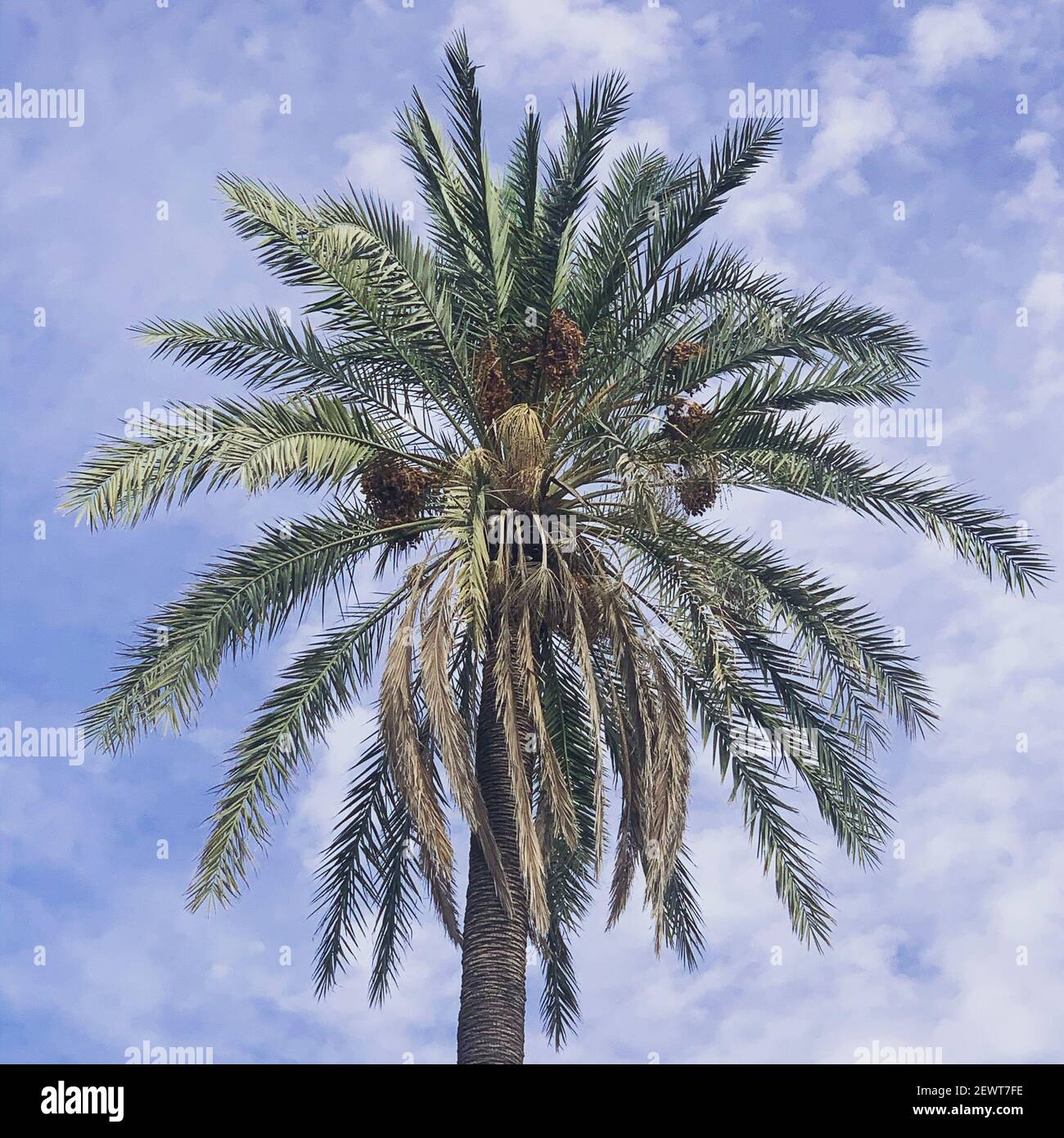 A date palm tree with wispy clouds in a blue sky background Stock Photo ...