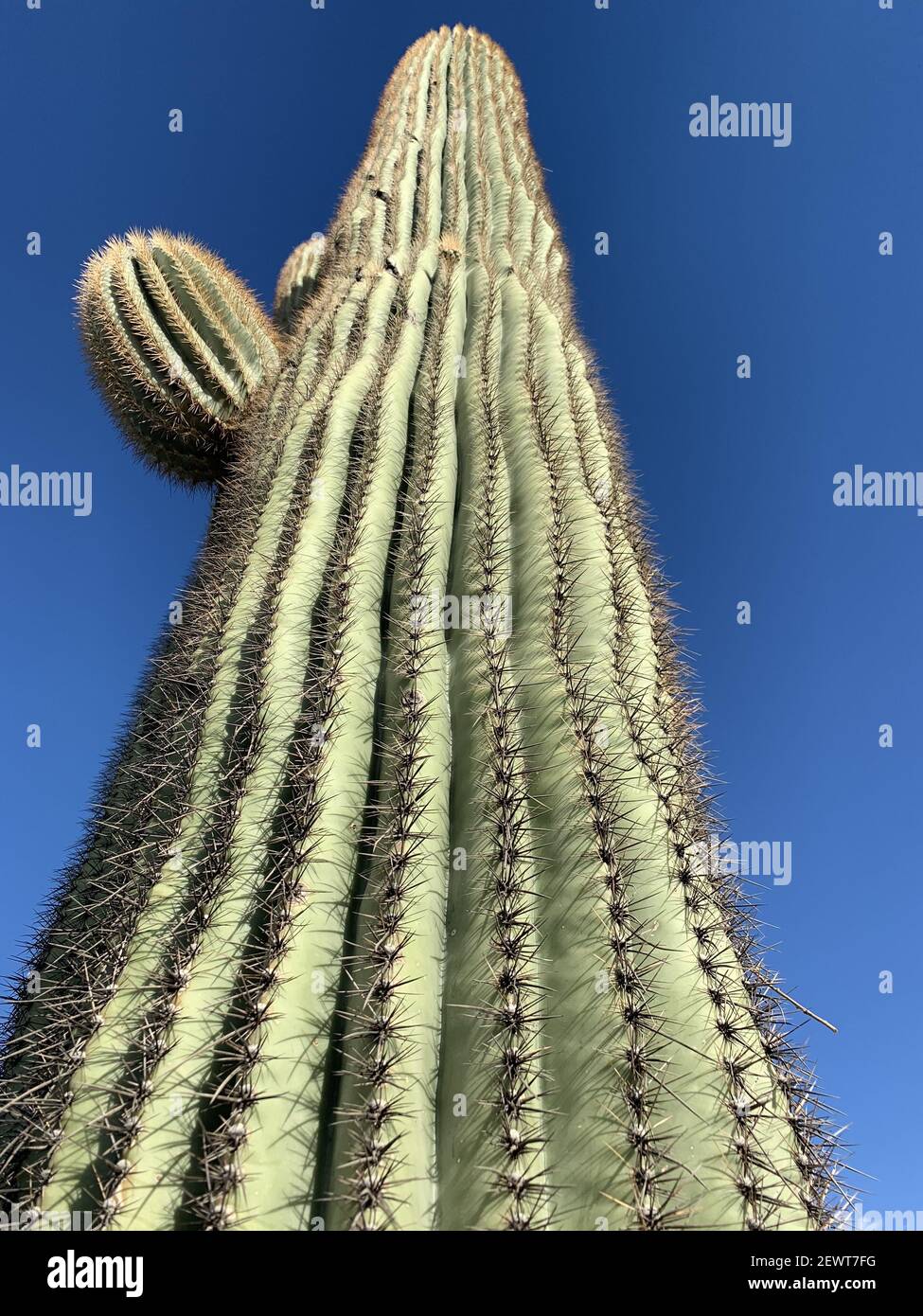 A vertical shot of a giant old saguaro cactus with arms in the Sonoran ...