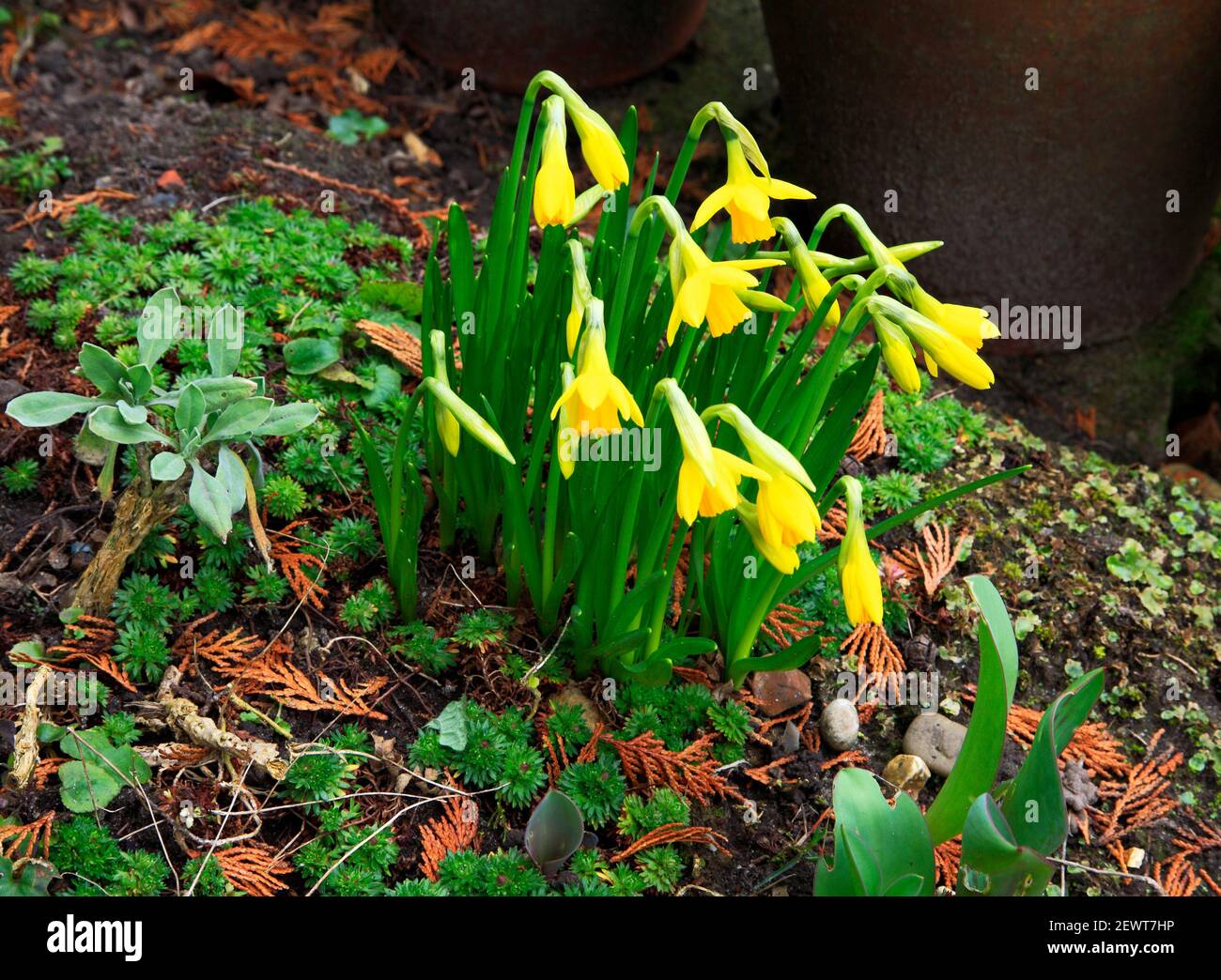 Dwarf daffodils hi-res stock photography and images - Alamy