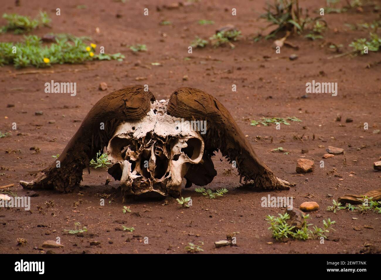 Tanzania buffalo dead hi-res stock photography and images - Alamy