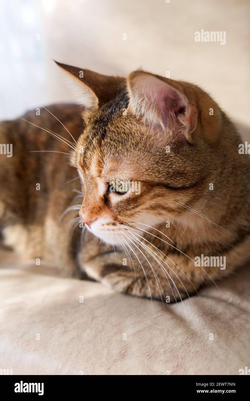 Portrait of domestic tabby cat Stock Photo - Alamy