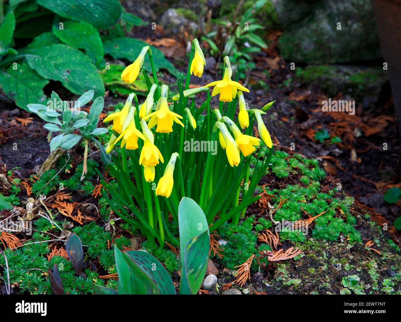 Dwarf daffodils hi-res stock photography and images - Alamy