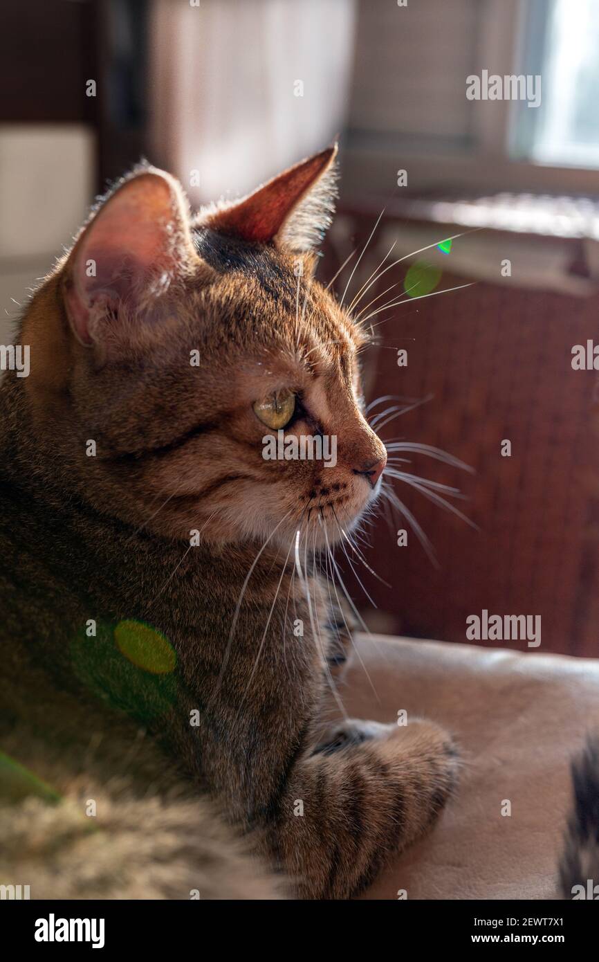 Portrait of domestic tabby cat Stock Photo - Alamy
