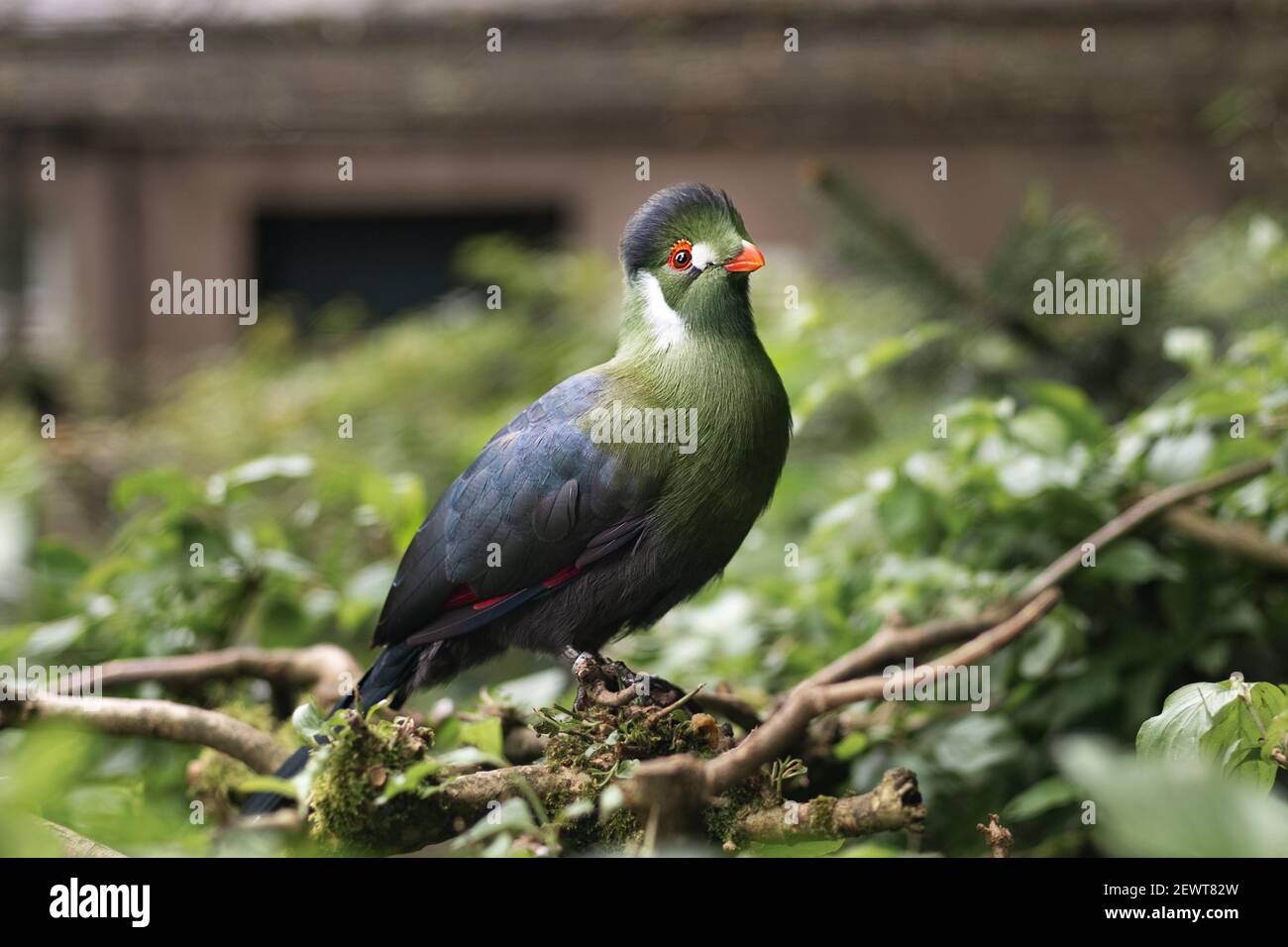 Exotic white cheeked bird turaco Tauraco leucotis Stock Photo - Alamy