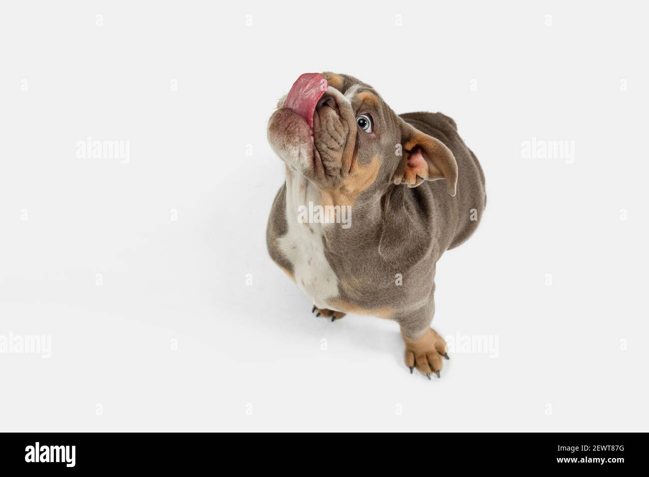 Portrait of American bulldog isolated over white background. Top view ...