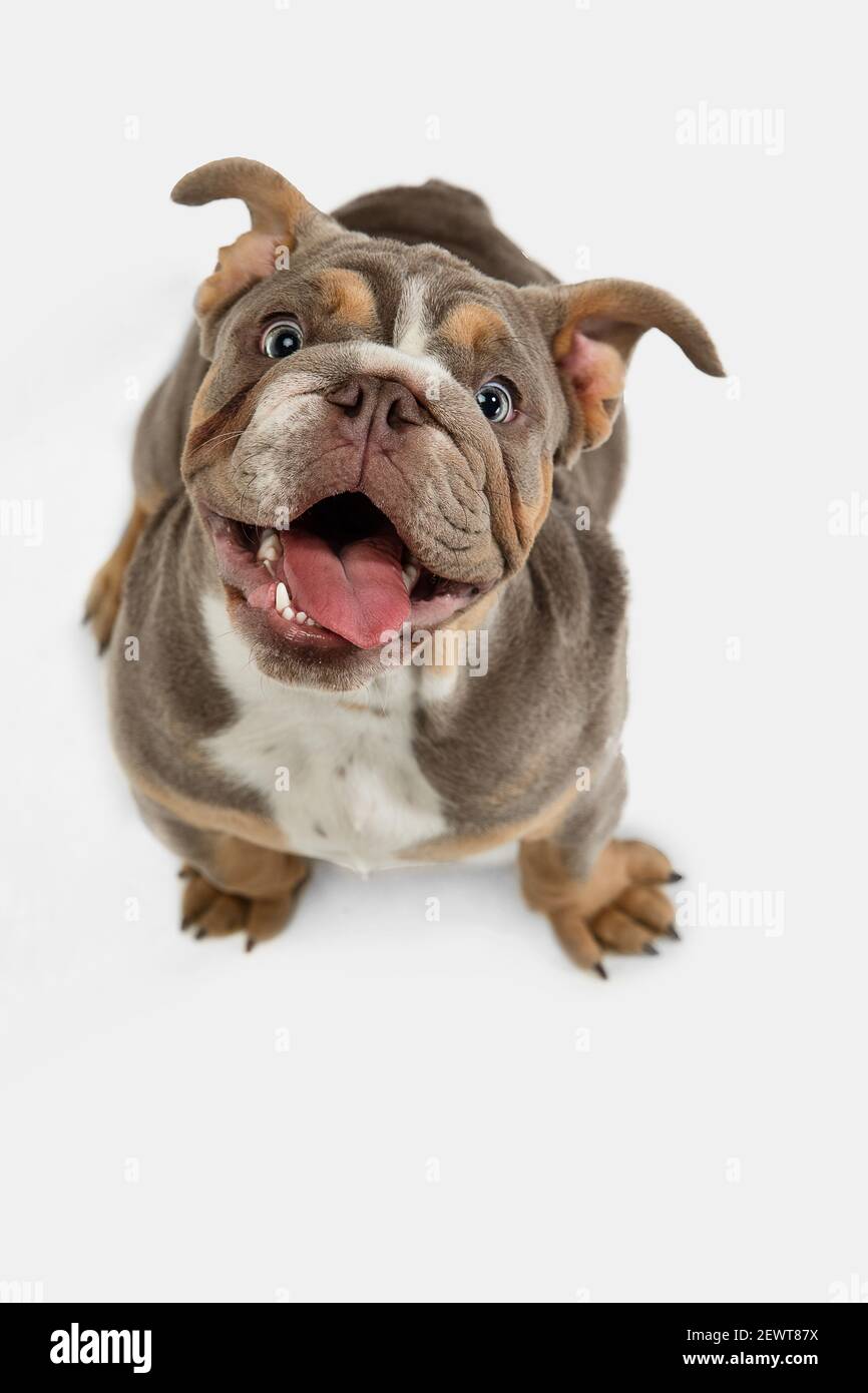 Close-up portrait of American bulldog isolated over white background ...
