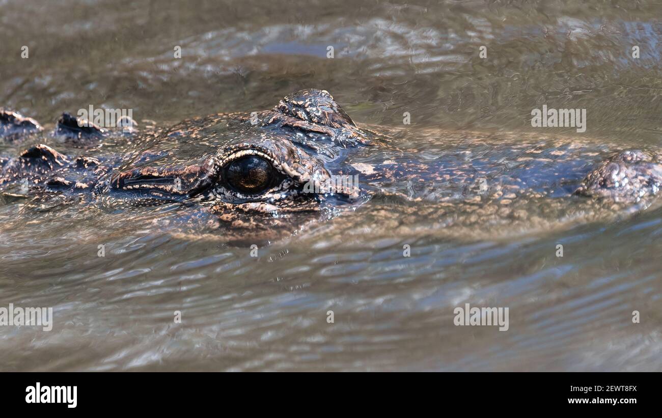 Real crocodile hi-res stock photography and images - Alamy