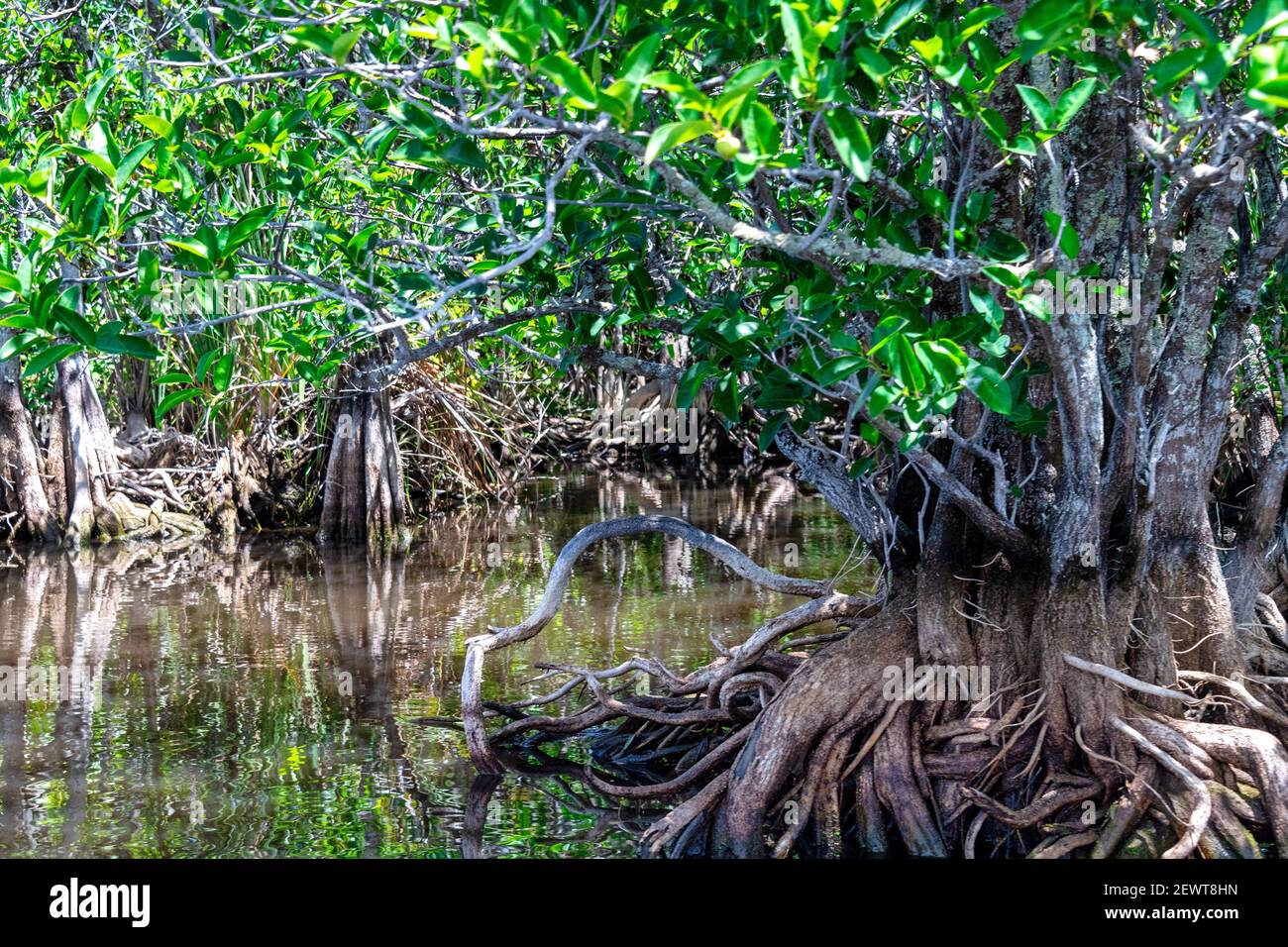 Mangrove forest in Everglades National Park, Florida, USA Stock Photo ...