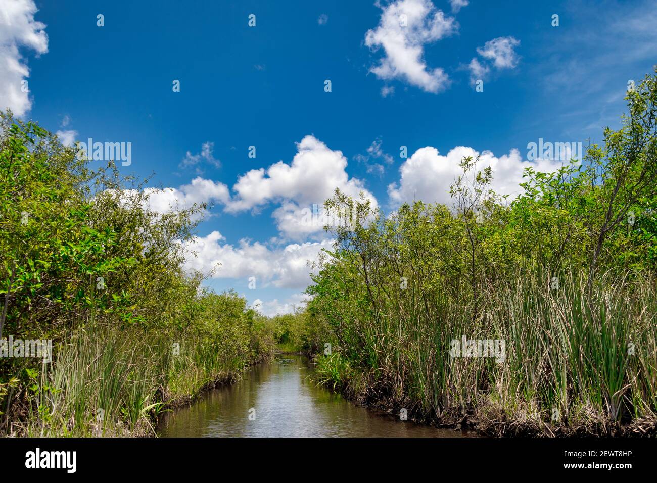 Canal in the Everglades National Park, Florida, USA Stock Photo - Alamy