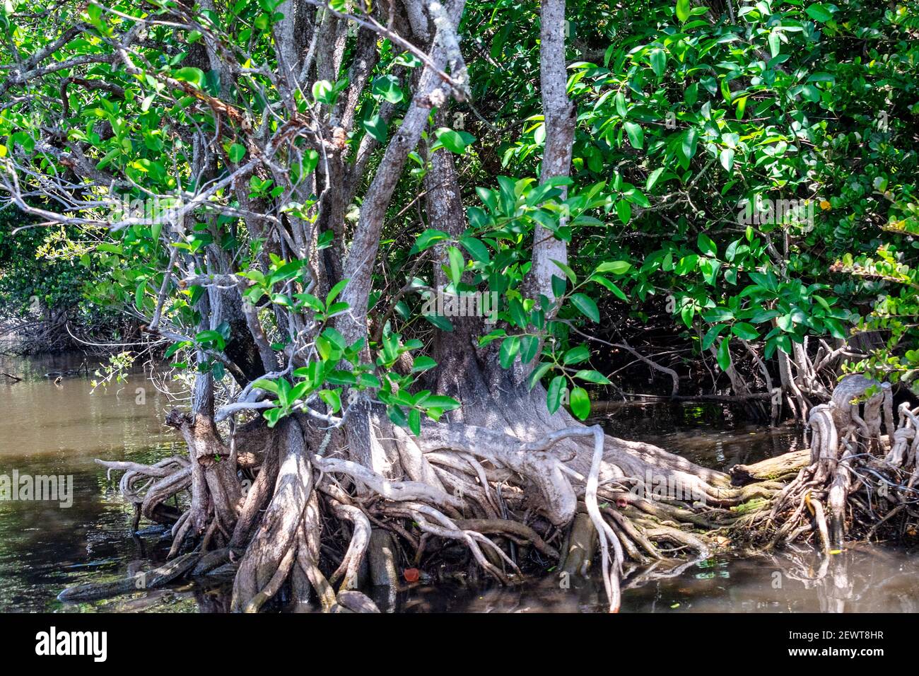 Protected mangrove habitat hi-res stock photography and images - Alamy