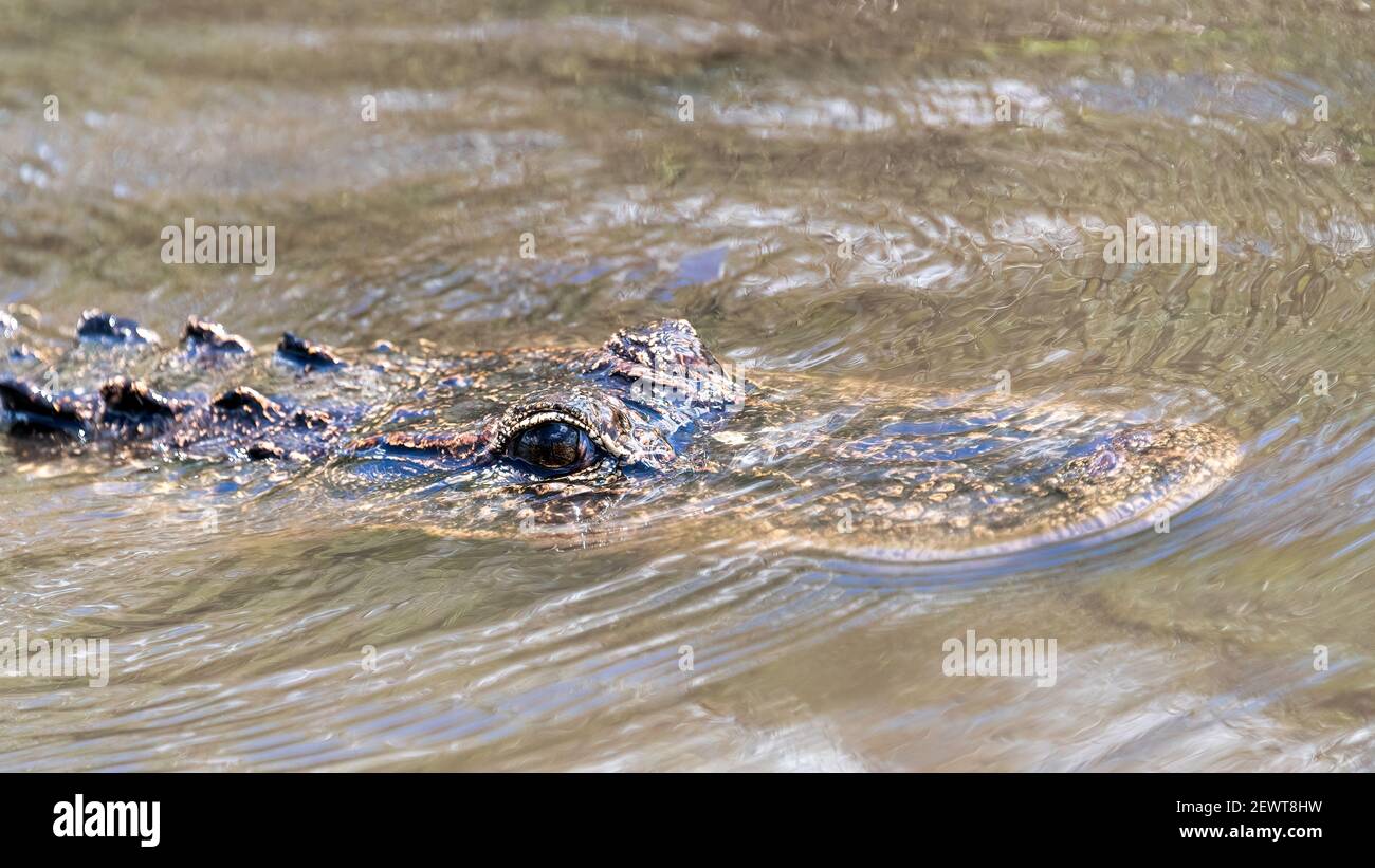 Real crocodile hi-res stock photography and images - Alamy