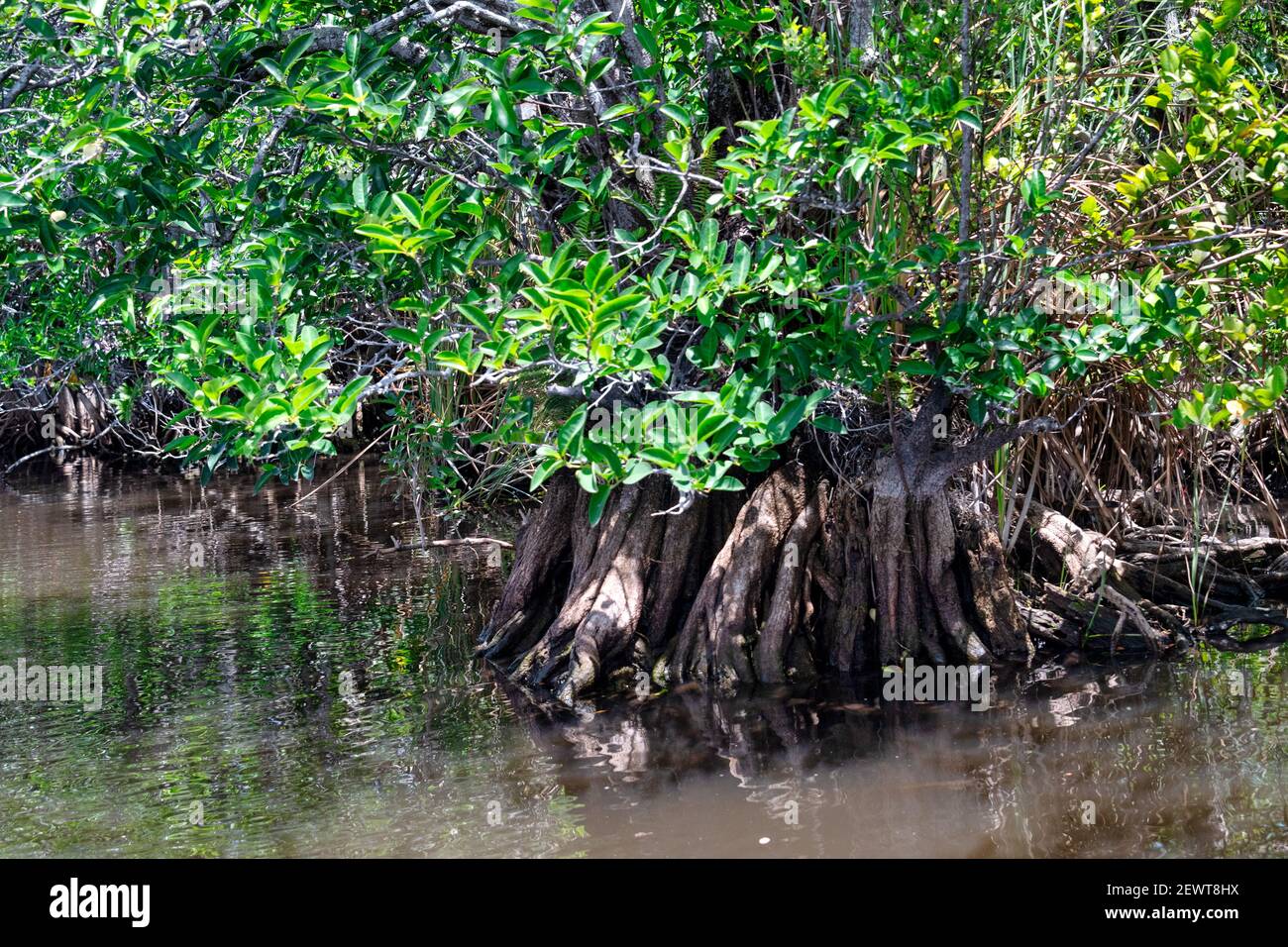 Mangrove forest in Everglades National Park, Florida, USA Stock Photo ...