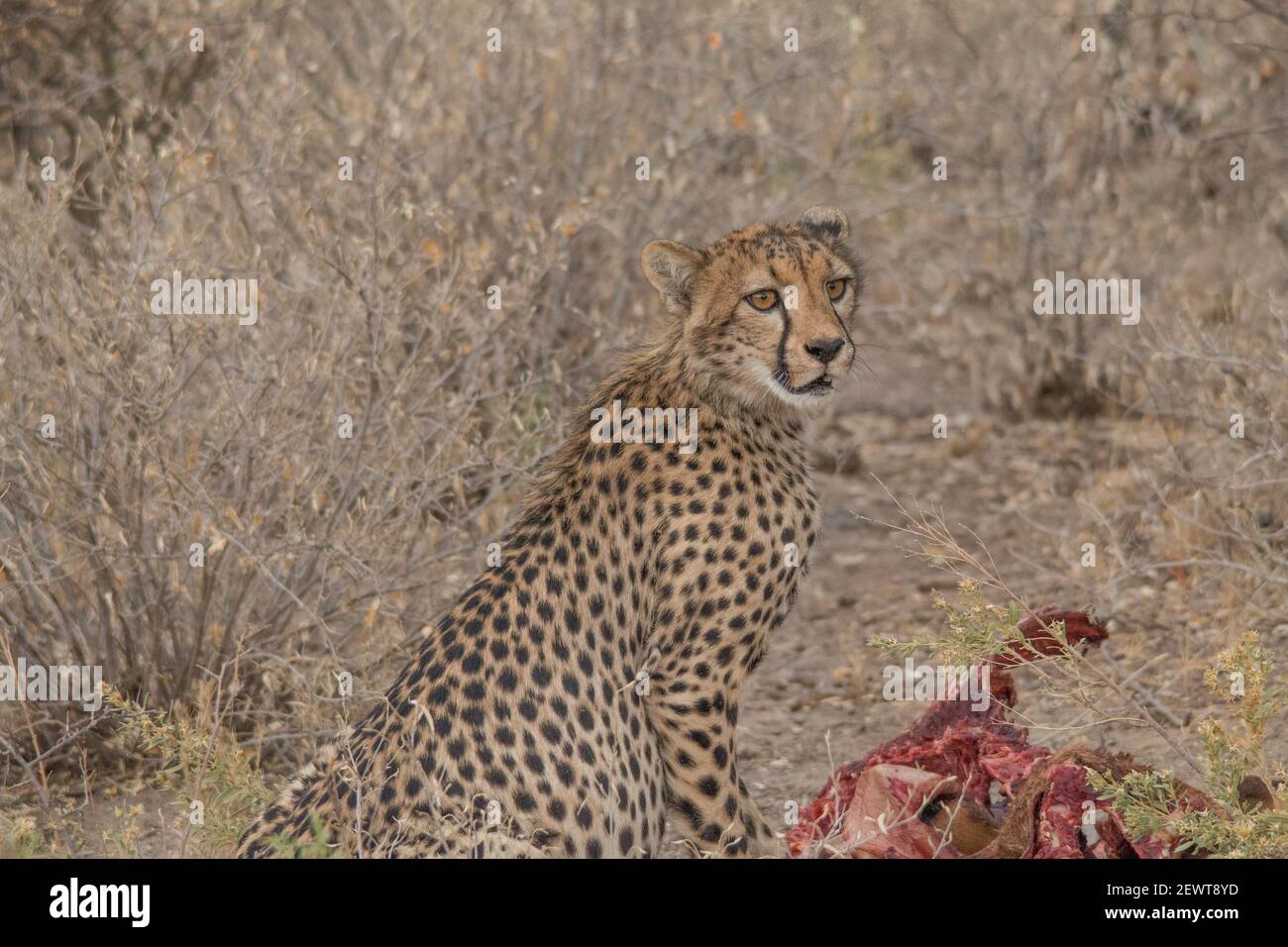Cheetah eating a hunted Impala in the grassland at the Etosha national ...