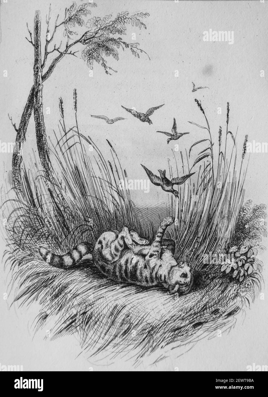 Moineau blanc hi-res stock photography and images - Alamy