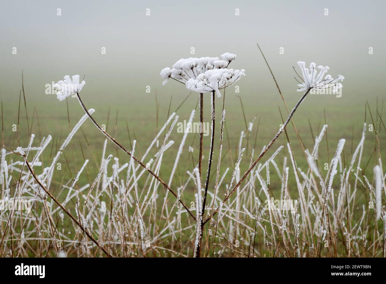 Frozen cow parsley hi-res stock photography and images - Alamy