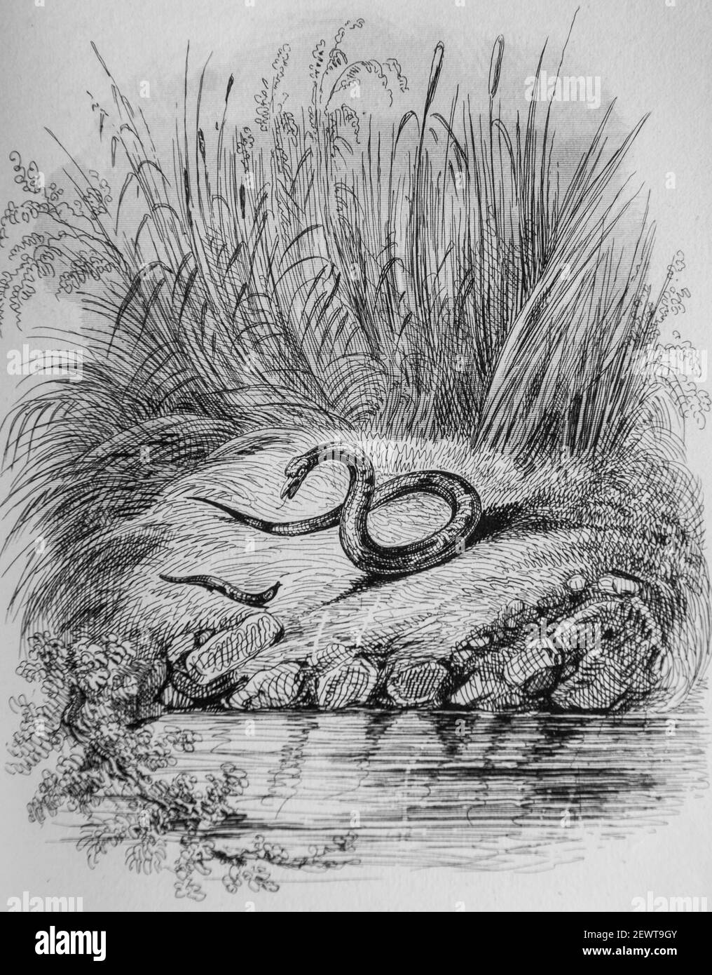 Sangsue hi-res stock photography and images - Alamy