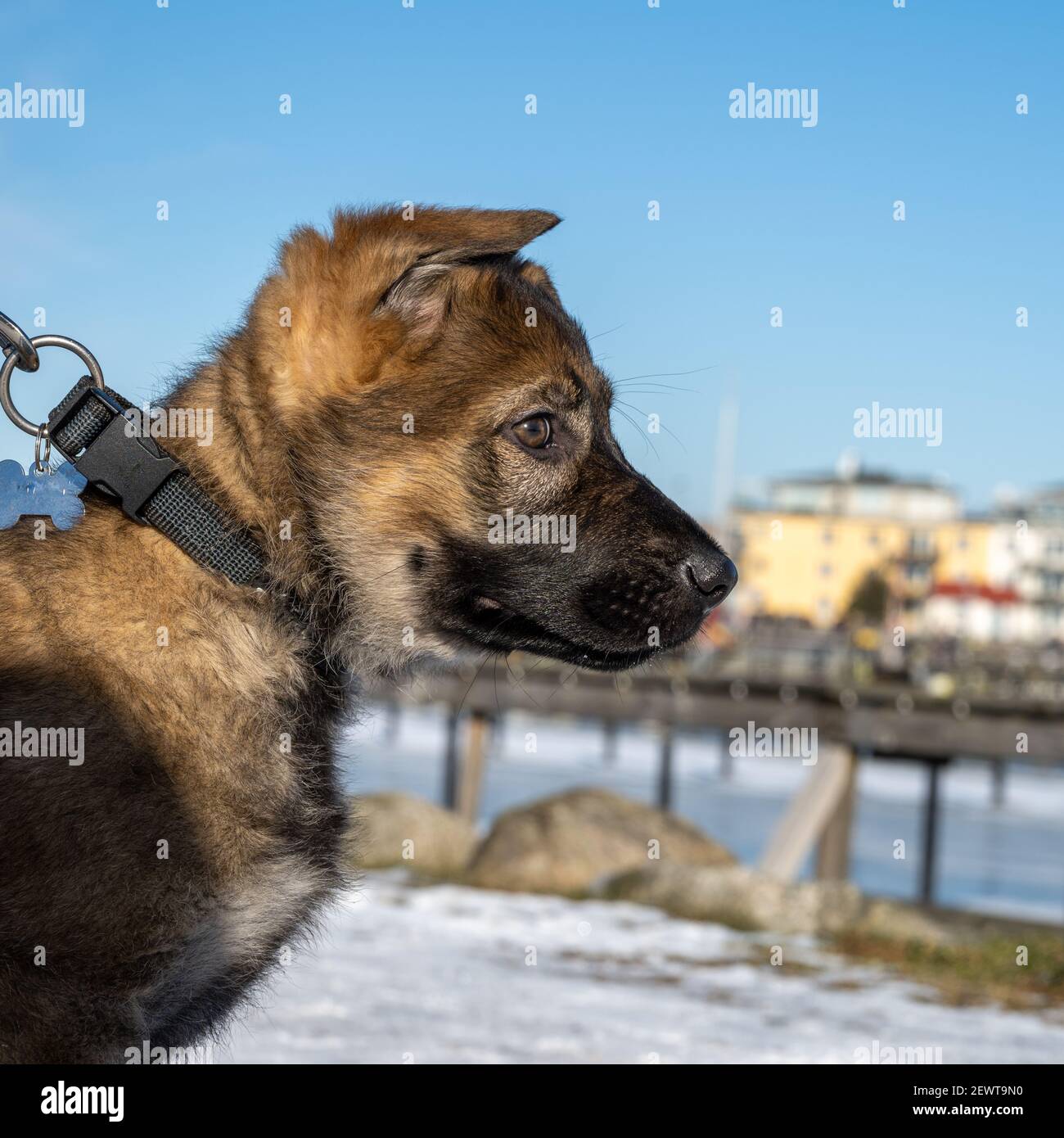 A profile portrait of an eleven weeks old German Shepherd puppy. Blue ...