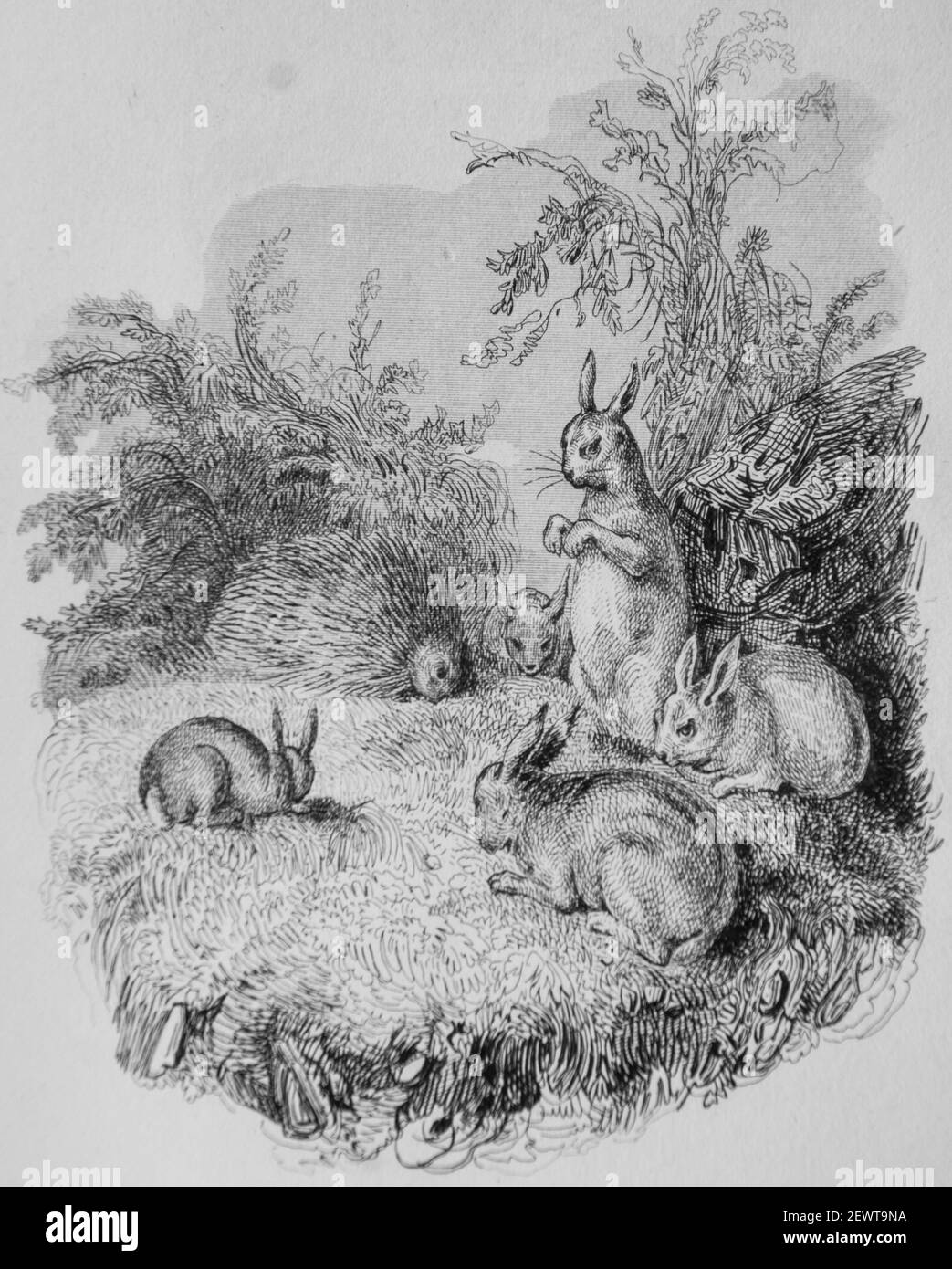le herisson et les lapins , fables de florian illustrees par victor ...