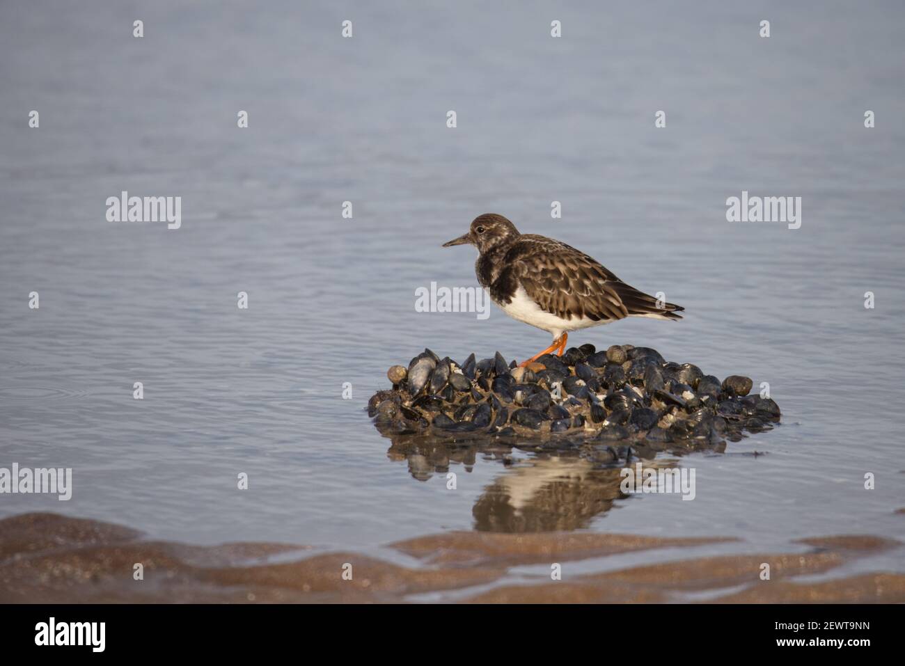 Ruddy turnstone waders foraging hi-res stock photography and images - Alamy