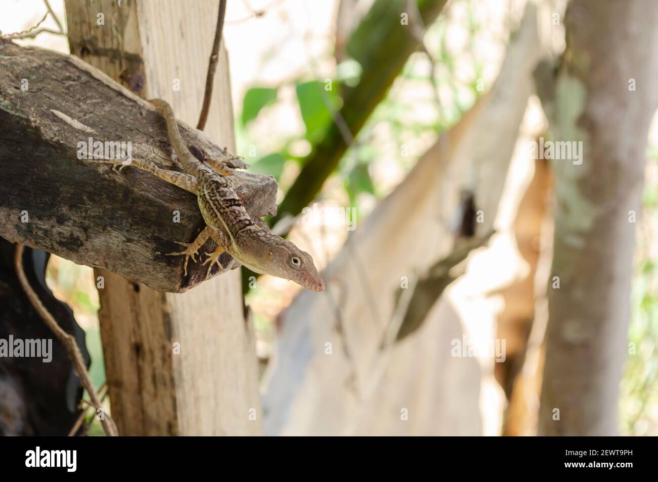 Jamaican anole lizard hi-res stock photography and images - Alamy