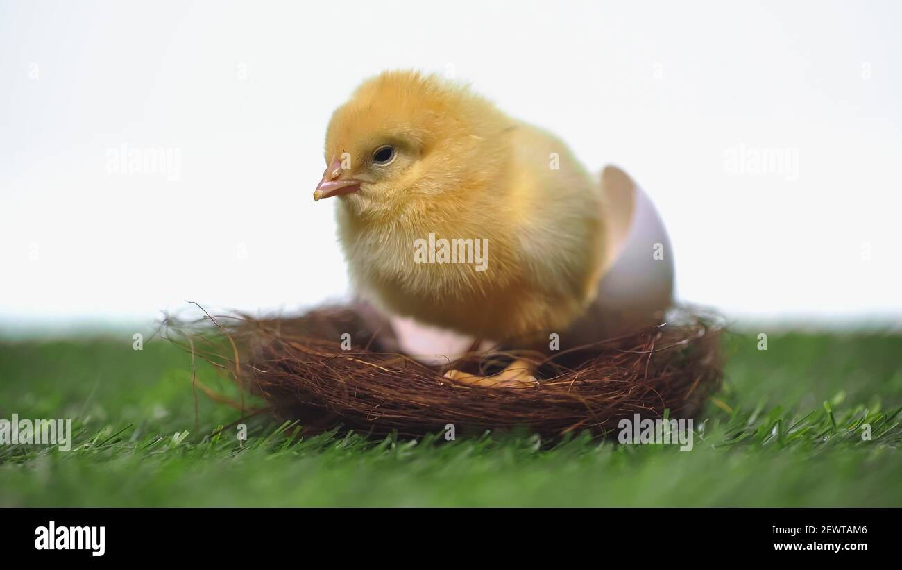 yellow chick sitting in nest with eggshell isolated on white Stock ...