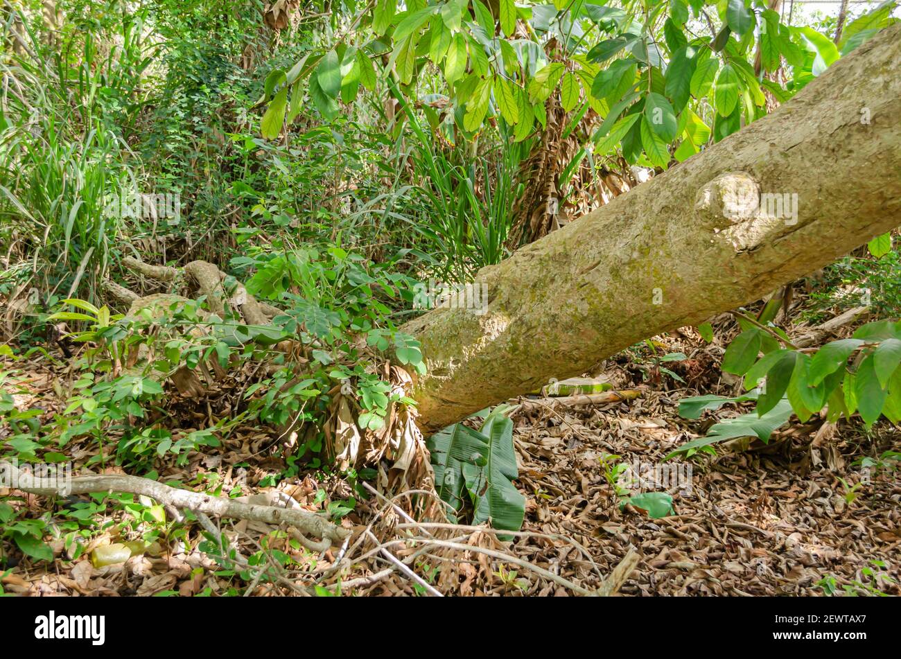 Otaheite apple tree hi-res stock photography and images - Alamy