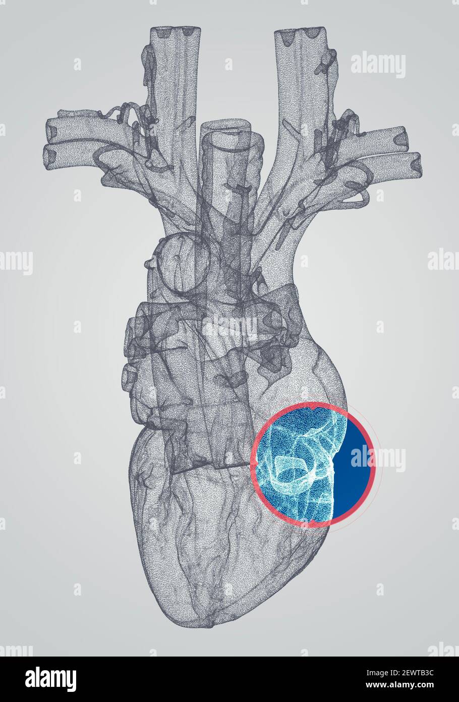 Heart, ventricles, human anatomy, cardiac ventricles. Human body ...