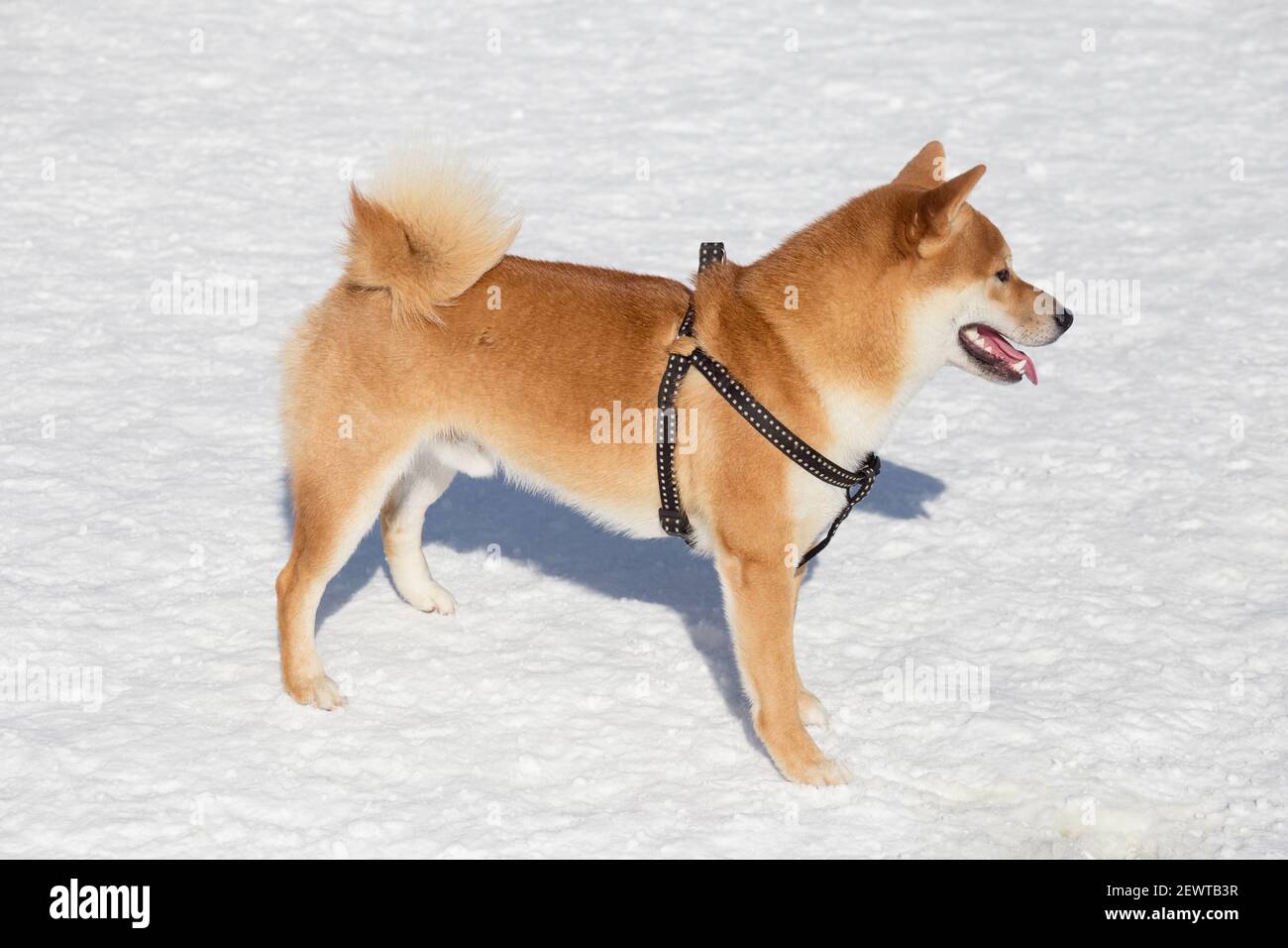 Cute shiba inu puppy is standing on white snow in the winter park. Pet ...