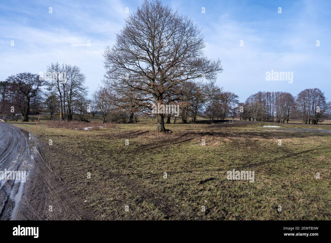 A tree in a moor landscape. Blue sky with light clouds. Picture from ...