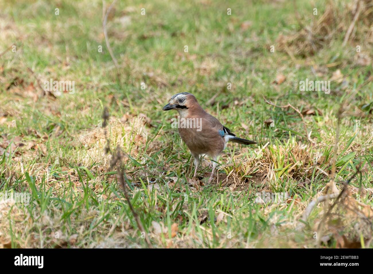 Jay Family High Resolution Stock Photography and Images - Alamy