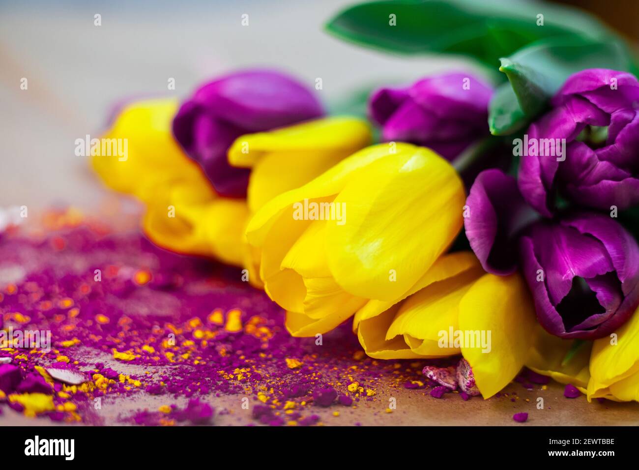 Yellow and purple tulips in watercolor powder. In the painter's ...