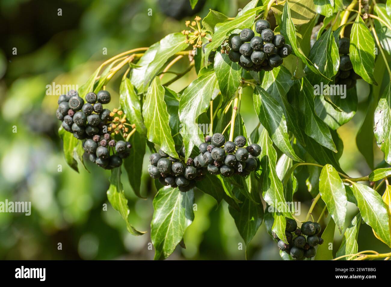 Common ivy berries (Hedera helix), UK Stock Photo - Alamy