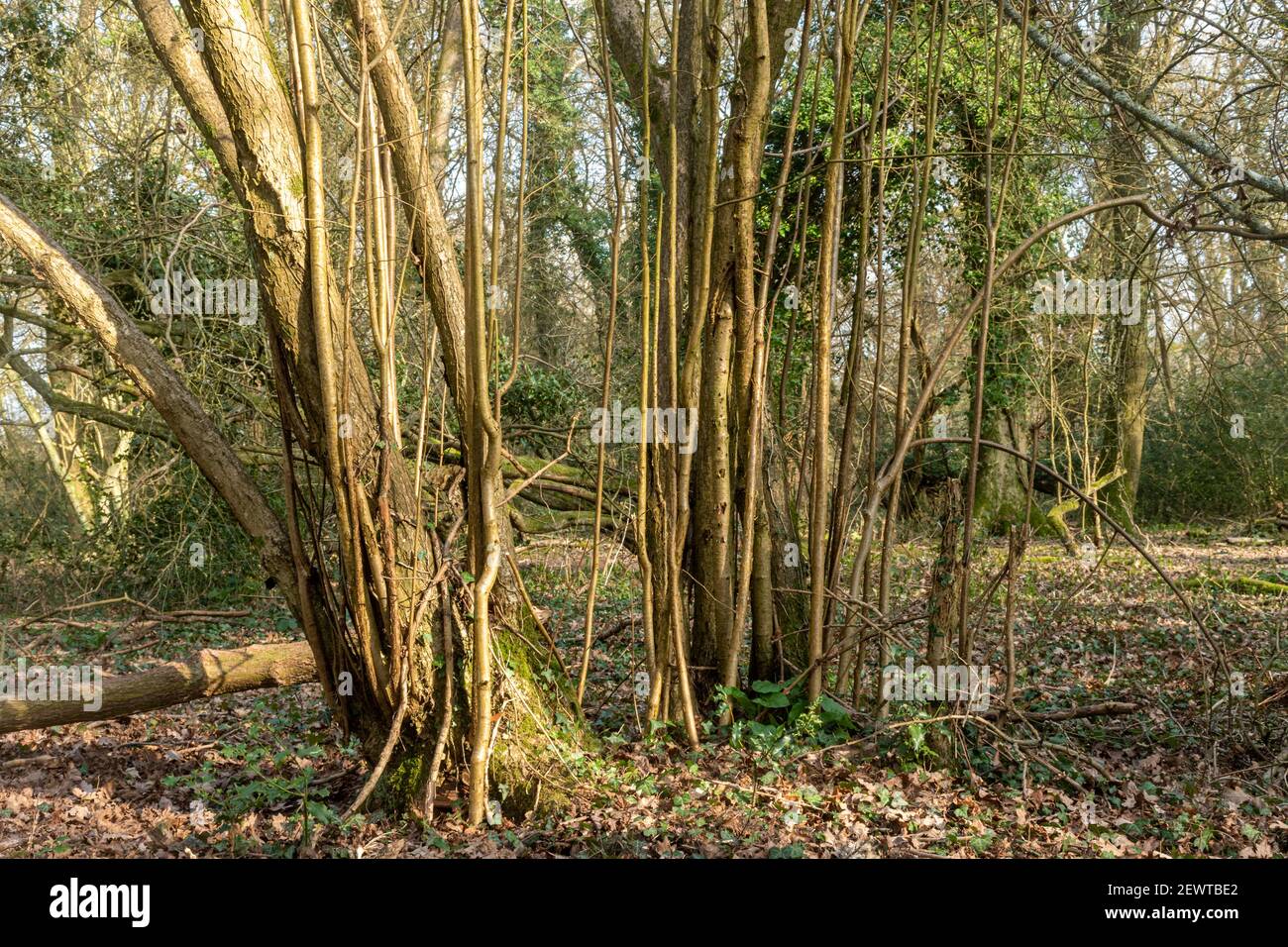 Coppiced hazel trees (Corylus avellana) in English woodland. Several ...