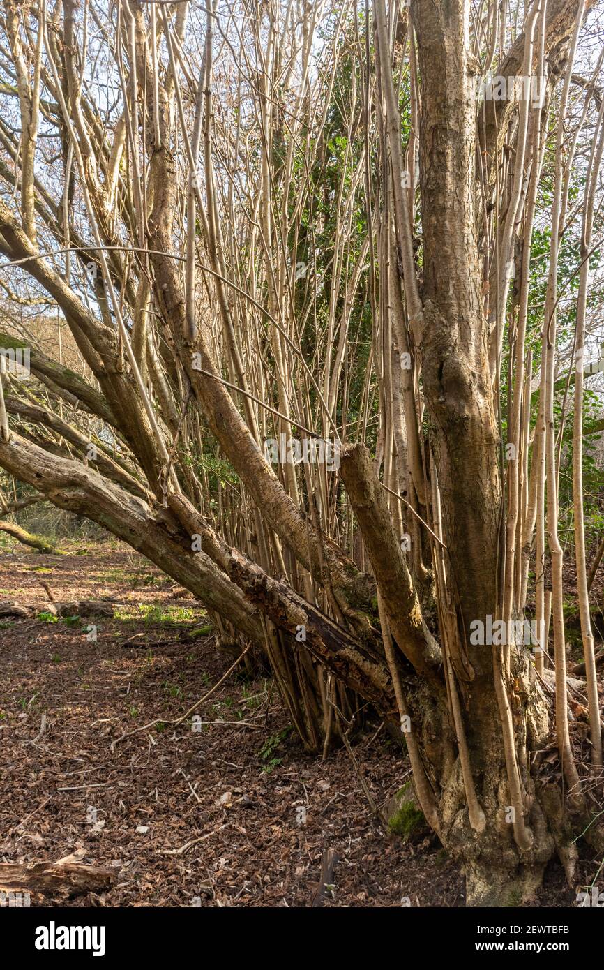 Coppiced hazel trees (Corylus avellana) in English woodland. Several ...
