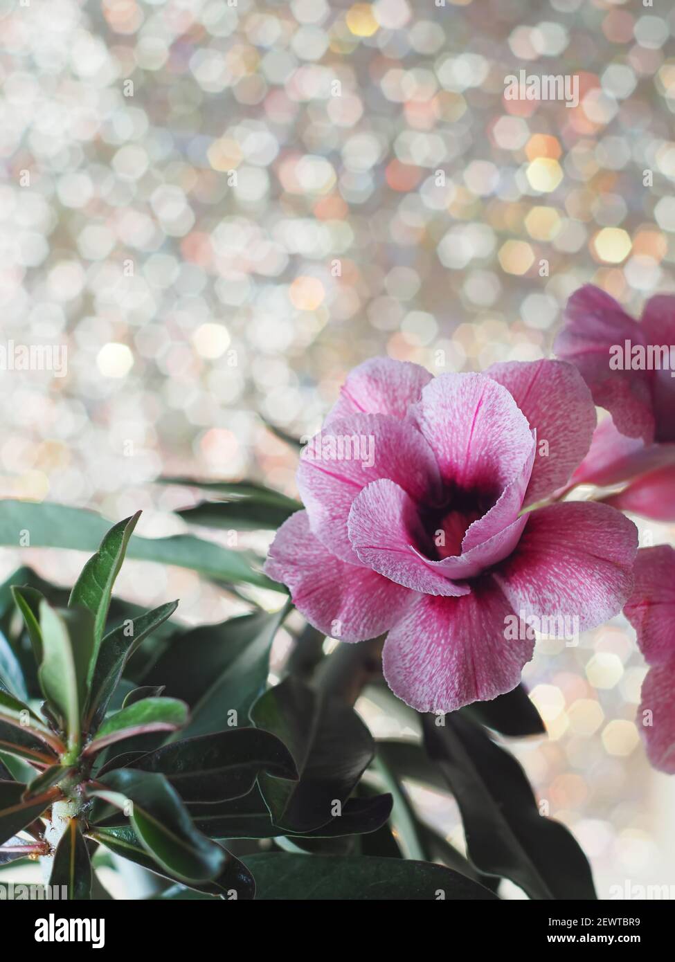 Pink flower Adenium Obesum plant with green leaves in pot. Tropical ...