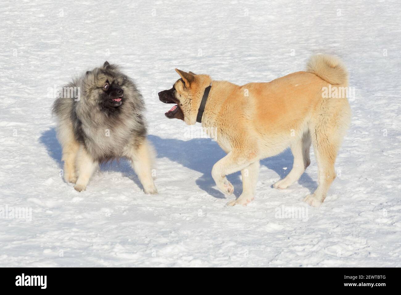 Japanese spitz puppy hi-res stock photography and images - Alamy