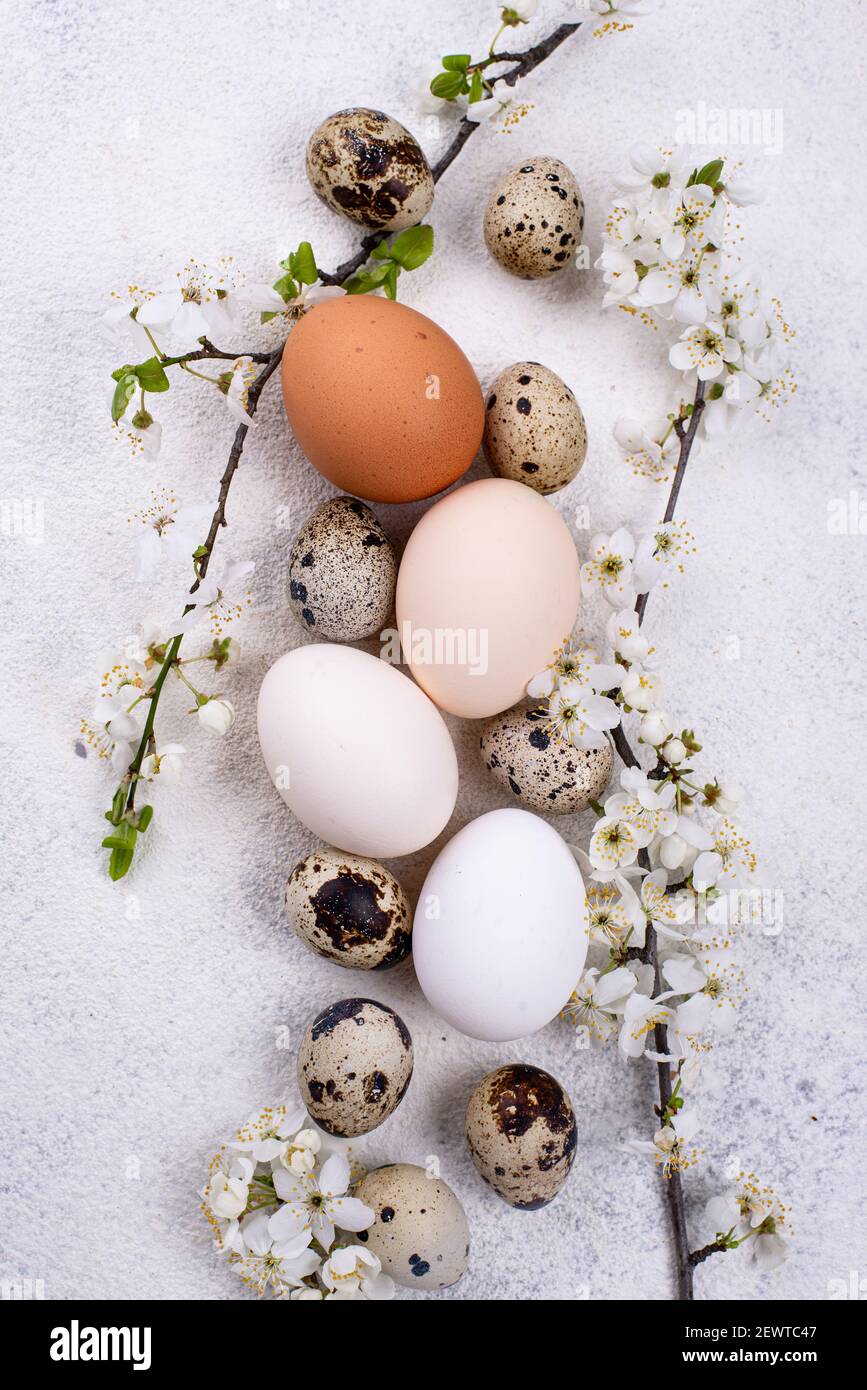 Chicken eggs gradient from light to dark Stock Photo - Alamy