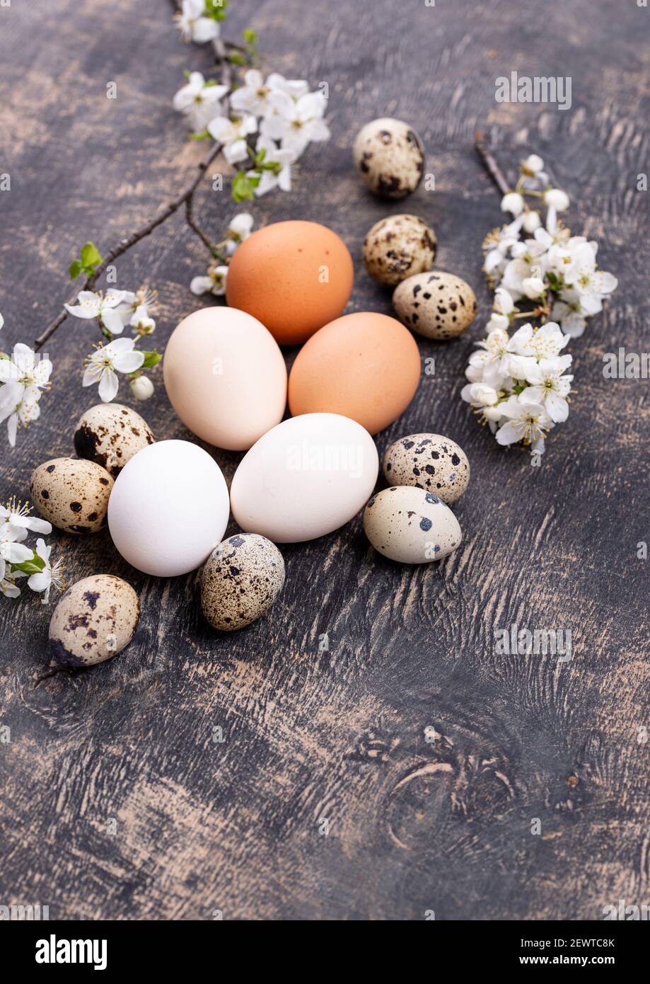 Chicken eggs gradient from light to dark Stock Photo - Alamy