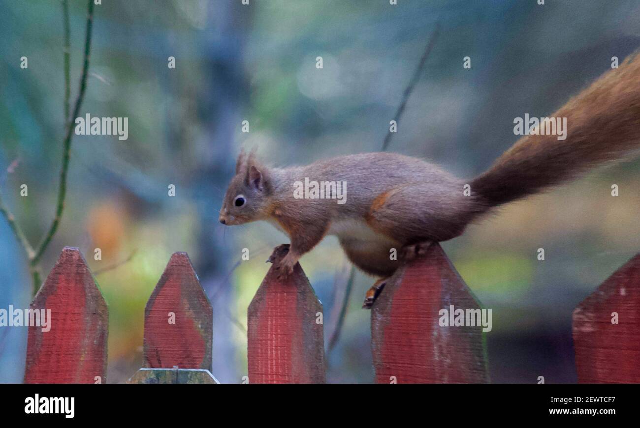 Squirrel on fence hi-res stock photography and images - Alamy