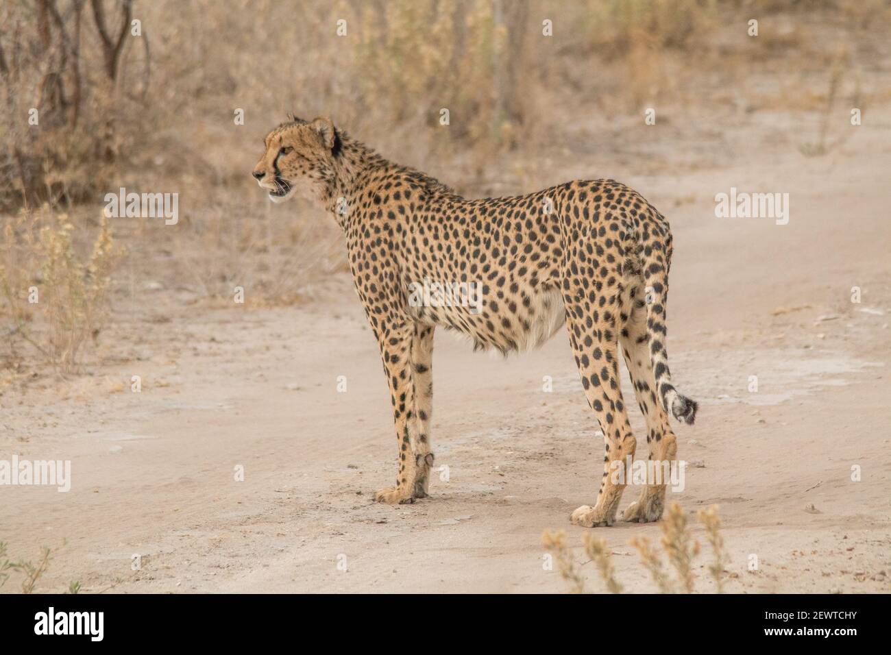 Cheetah namibia sunset hi-res stock photography and images - Alamy