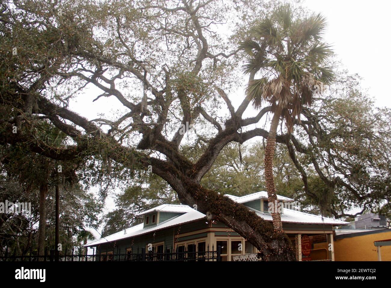 St. Augustine, FL, USA. Palm tree growing through a Southern live oak ...