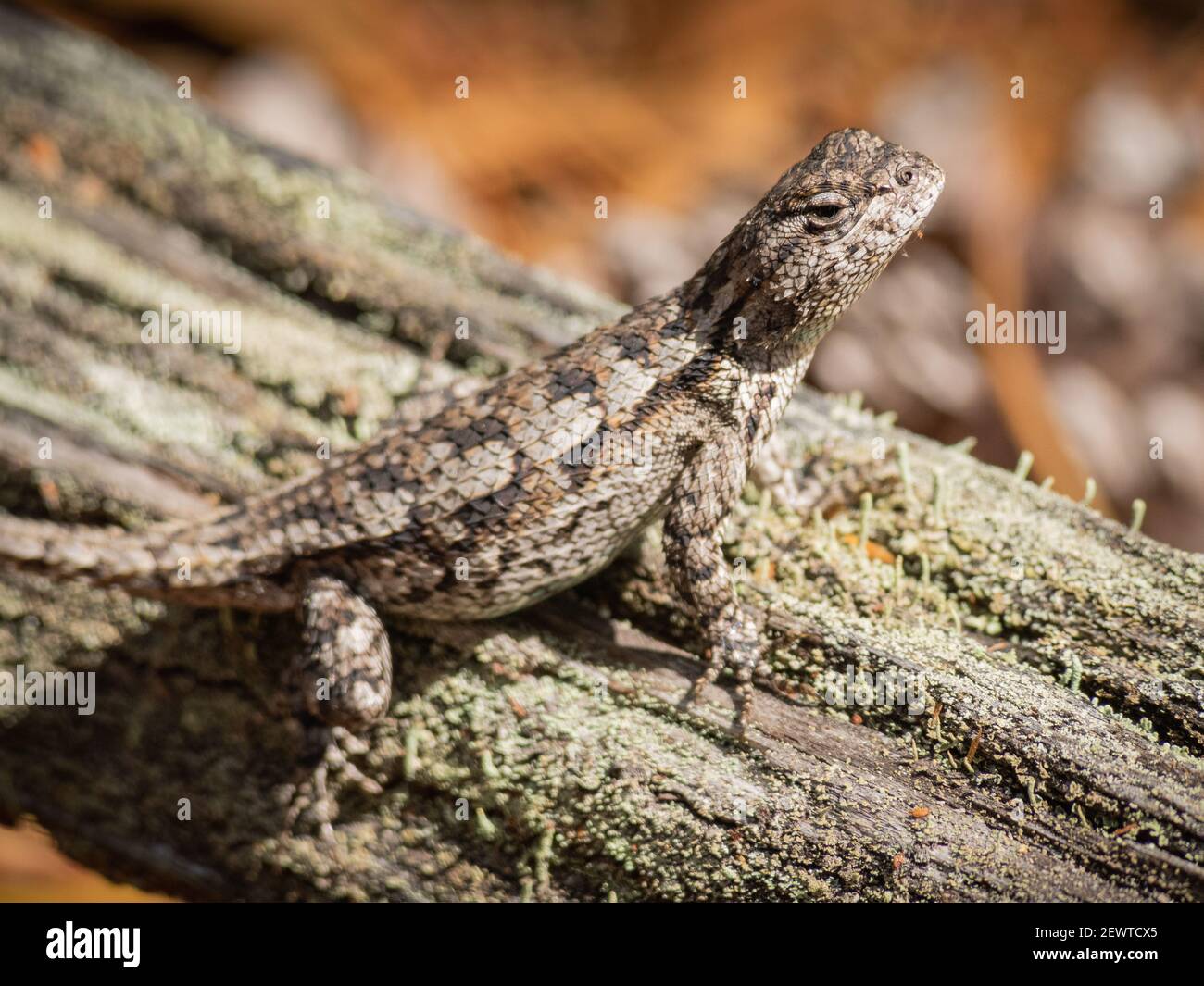 Small lizard on wood Stock Photo - Alamy