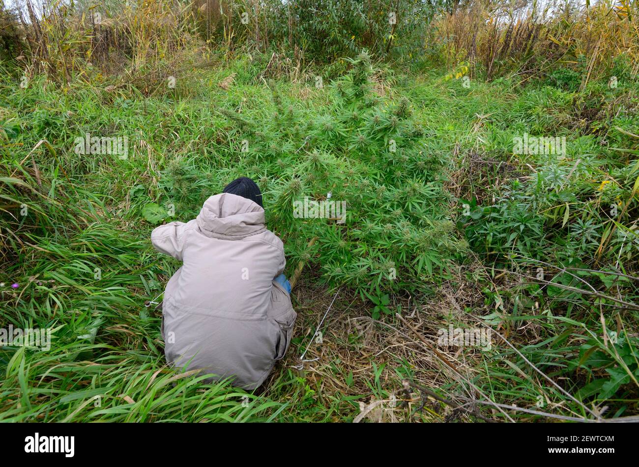 Man grower checking cannabis bush growing in the field, buds flowering ...