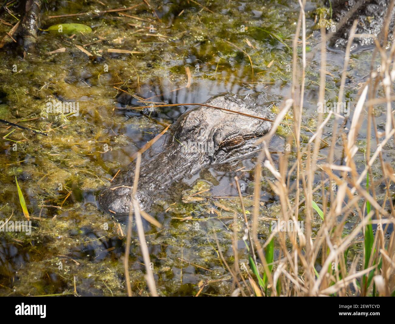 Alligator in swamp Stock Photo - Alamy