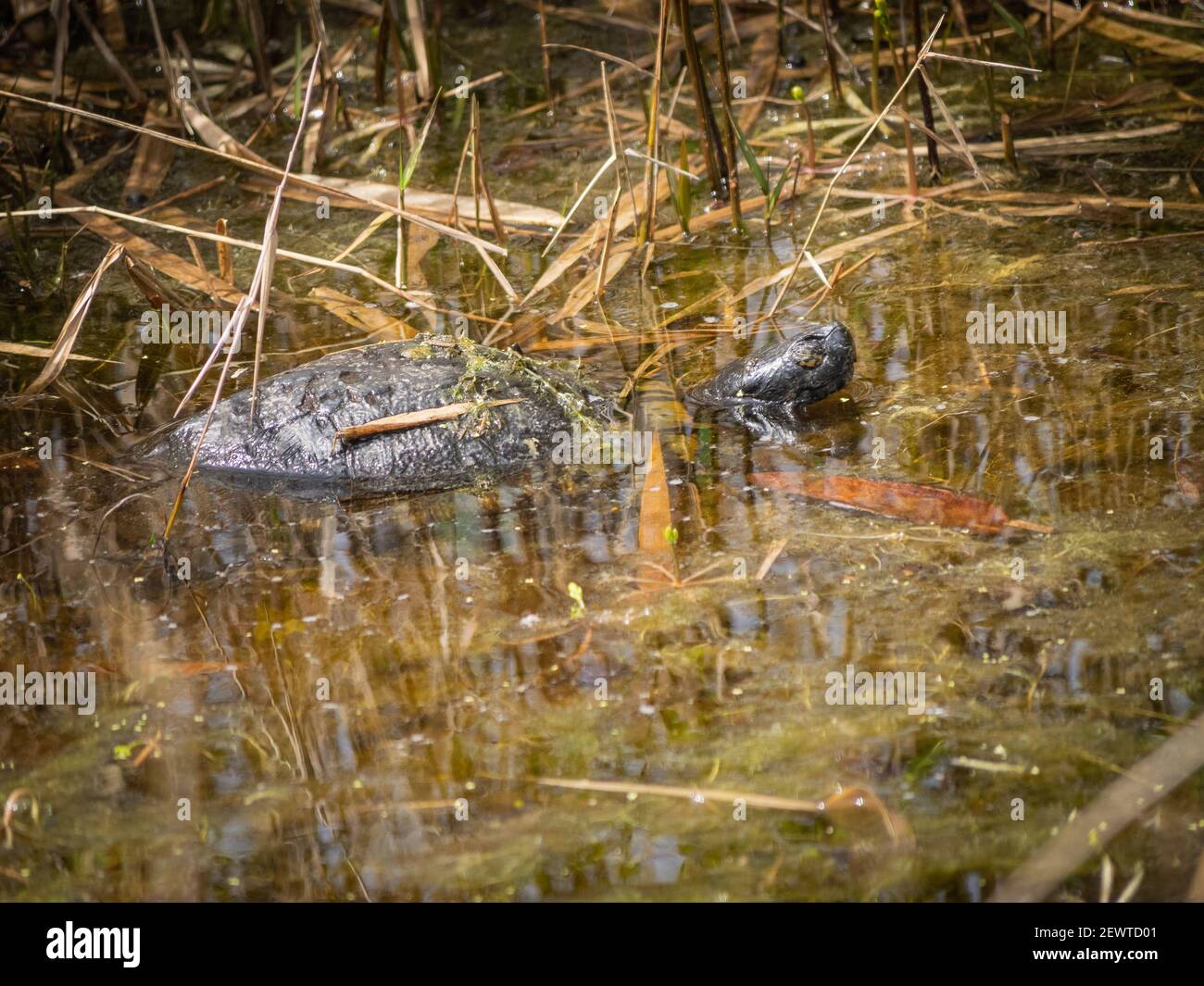Alligator in swamp Stock Photo - Alamy